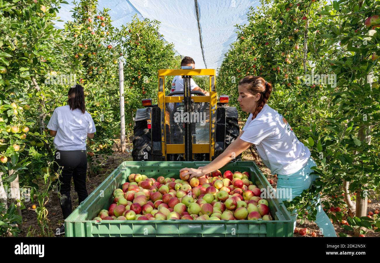 Orchard harvest hi-res stock photography and images - Alamy