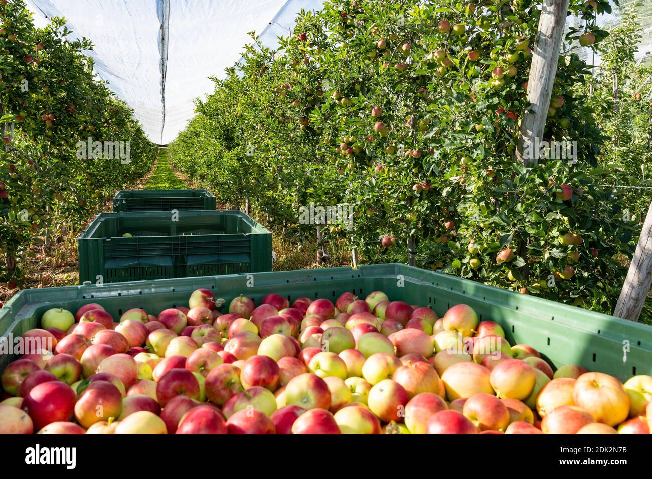 Apple orchard, harvest time Stock Photo - Alamy