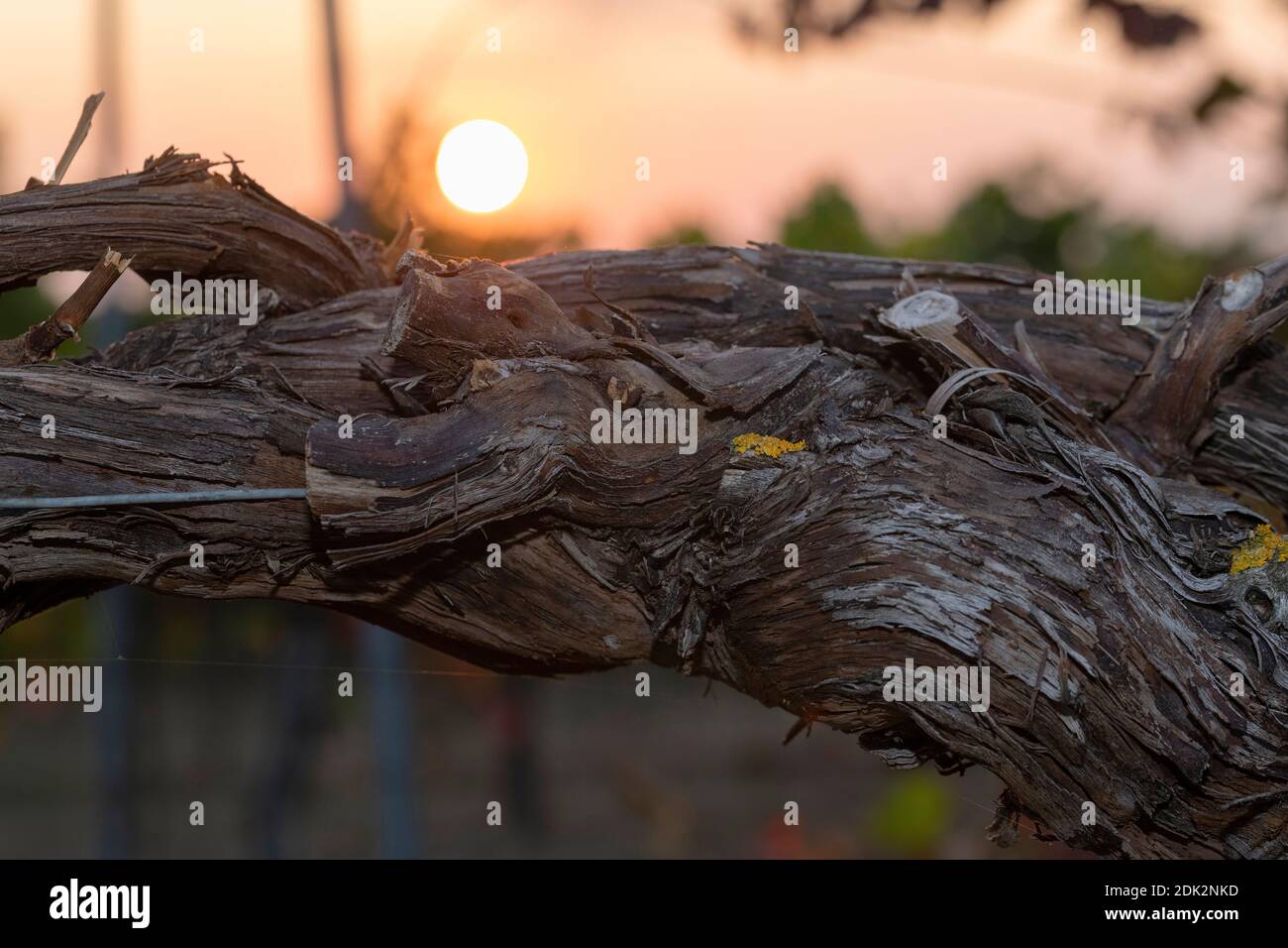 Old vines gnarled hi-res stock photography and images - Alamy