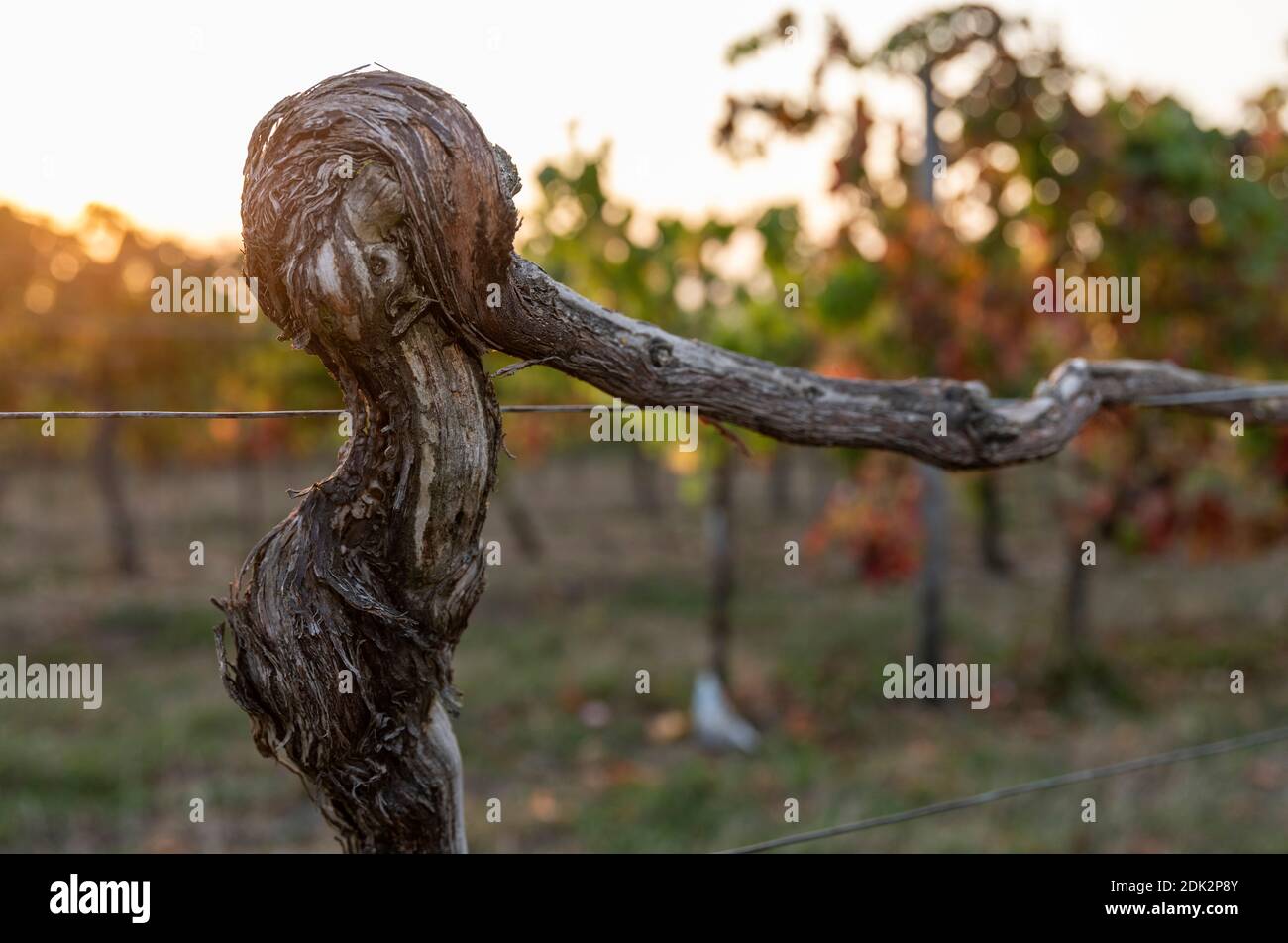 Old vines gnarled hi-res stock photography and images - Alamy