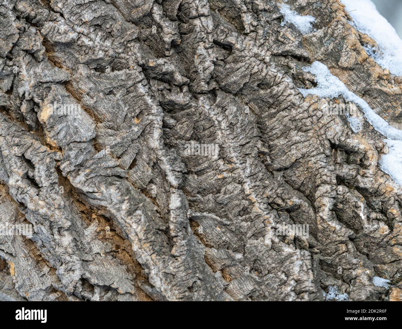 Cork tree bark texture with snow. Tree bark texture with snow. Natural ...