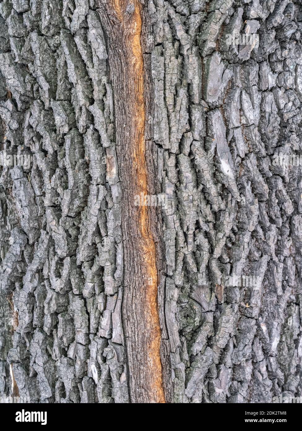 Texture of the bark of old maple tree. Cracked bark, embossed texture ...