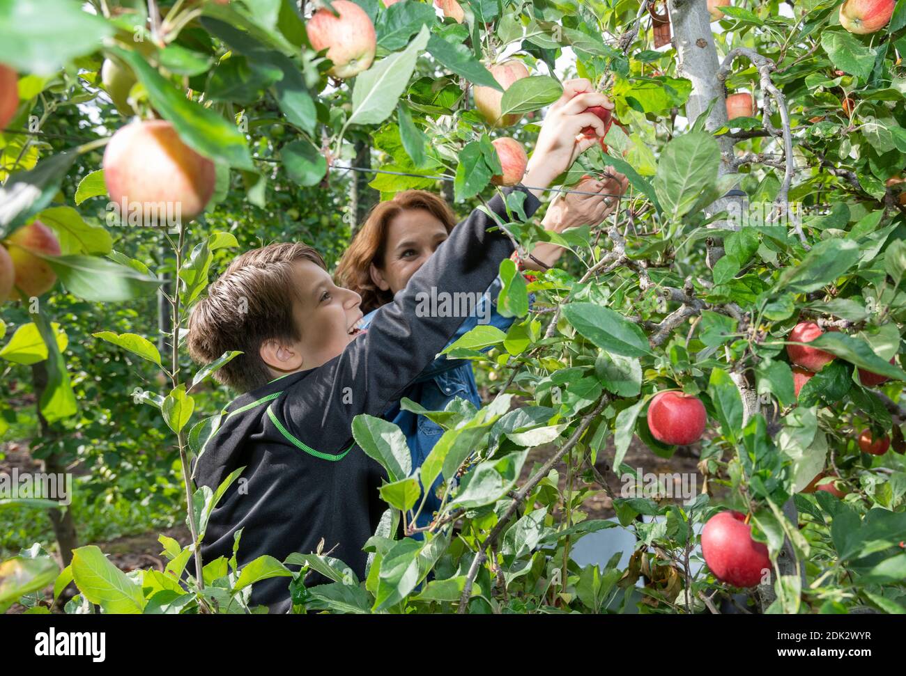 Mother and son pick ripe apples from an apple tree Stock Photo - Alamy