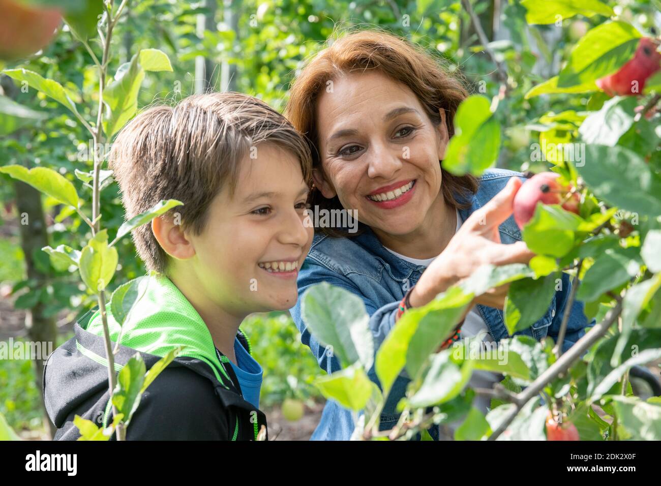 Mother and son pick ripe apples from an apple tree Stock Photo - Alamy