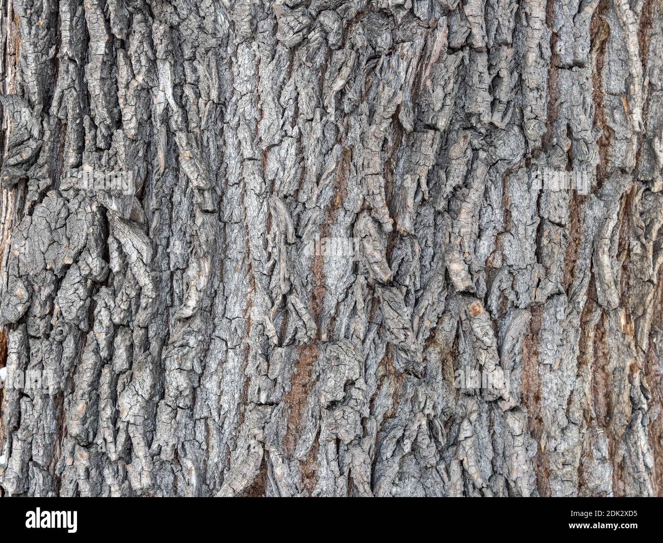 The texture of the bark of an old willow. Detailed bark texture ...