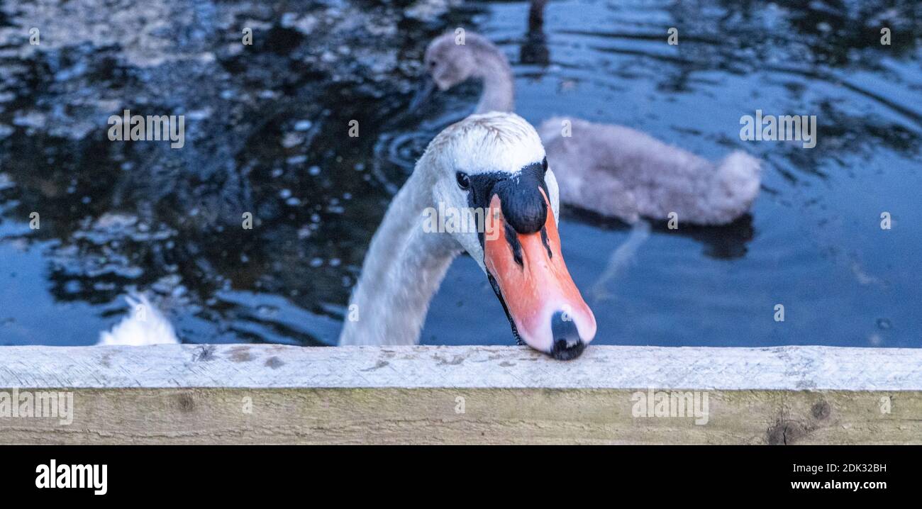 Black Swan Poster High Resolution Stock Photography and Images - Alamy