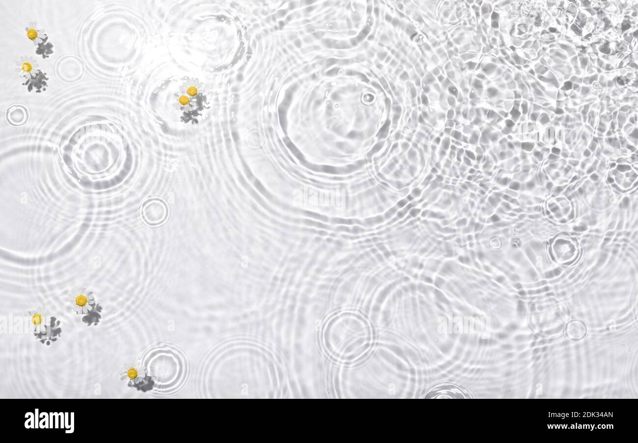 A top view closeup of white daisies floating on top of the water Stock ...
