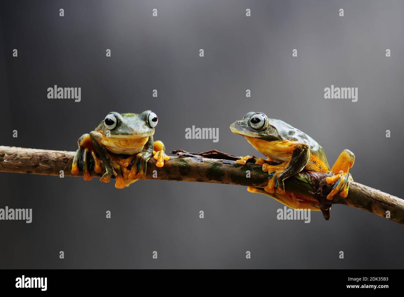 Group of tree frogs hi-res stock photography and images - Alamy