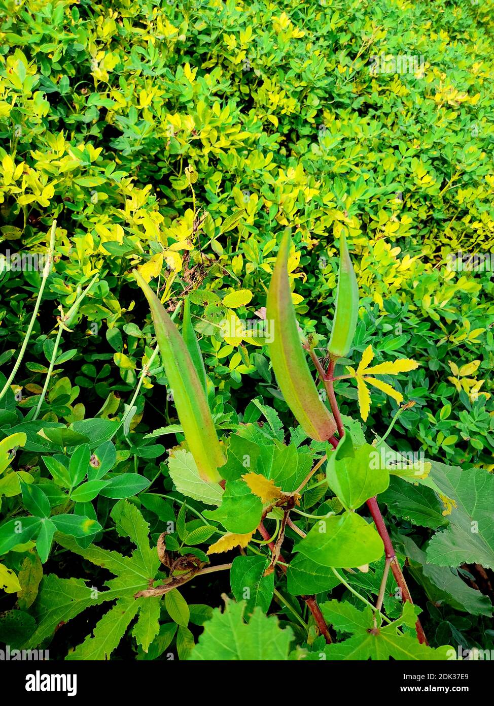 Lady finger farming hi-res stock photography and images - Alamy