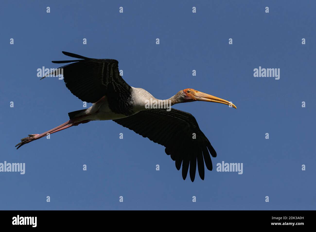Painted stork in flight in hi-res stock photography and images - Alamy
