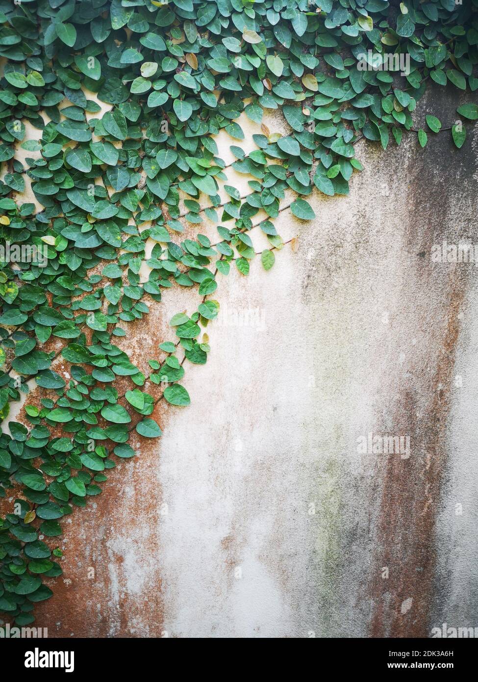 Ivy on the fallen wall hi-res stock photography and images - Alamy