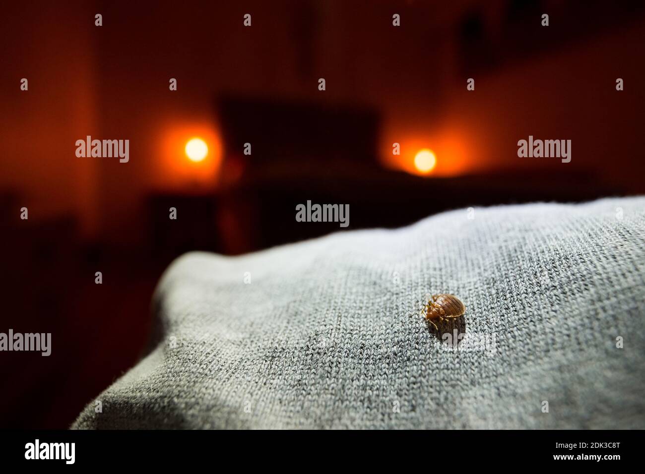 Lectularius High Resolution Stock Photography and Images - Alamy