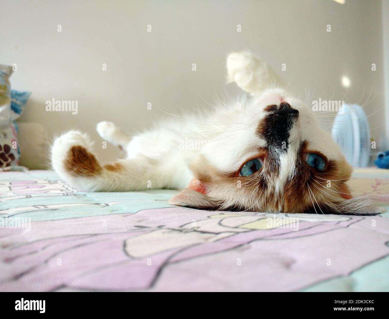 Pessoa portrait hi-res stock photography and images - Alamy