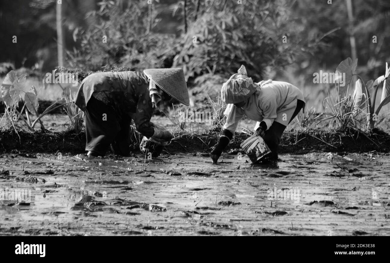 Women In Muddy Field High Resolution Stock Photography and Images - Alamy