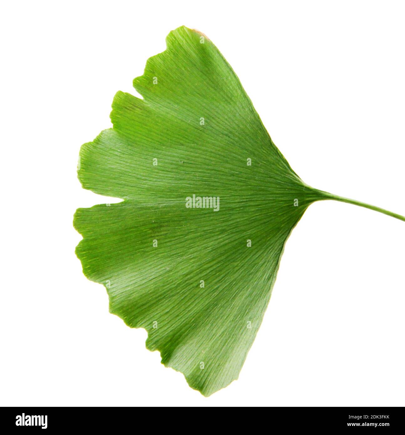 A closeup of ginkgo Biloba isolated on white background Stock Photo - Alamy
