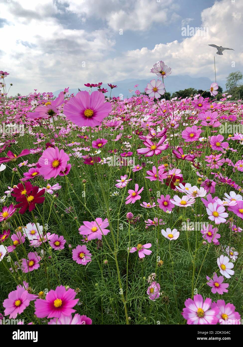 Cosmea flower farm Stock Photo - Alamy