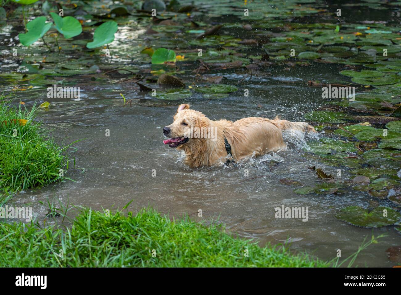 Little mud pond hi-res stock photography and images - Alamy