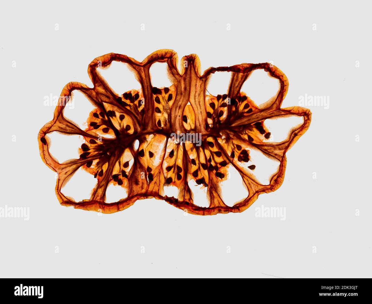 Single Slice of half dried tomato on white background Stock Photo - Alamy