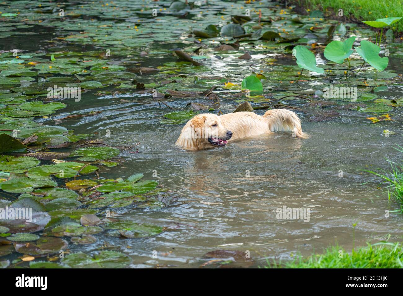 Mature golden retriever dog playing and swimming in lily pad pond Stock ...