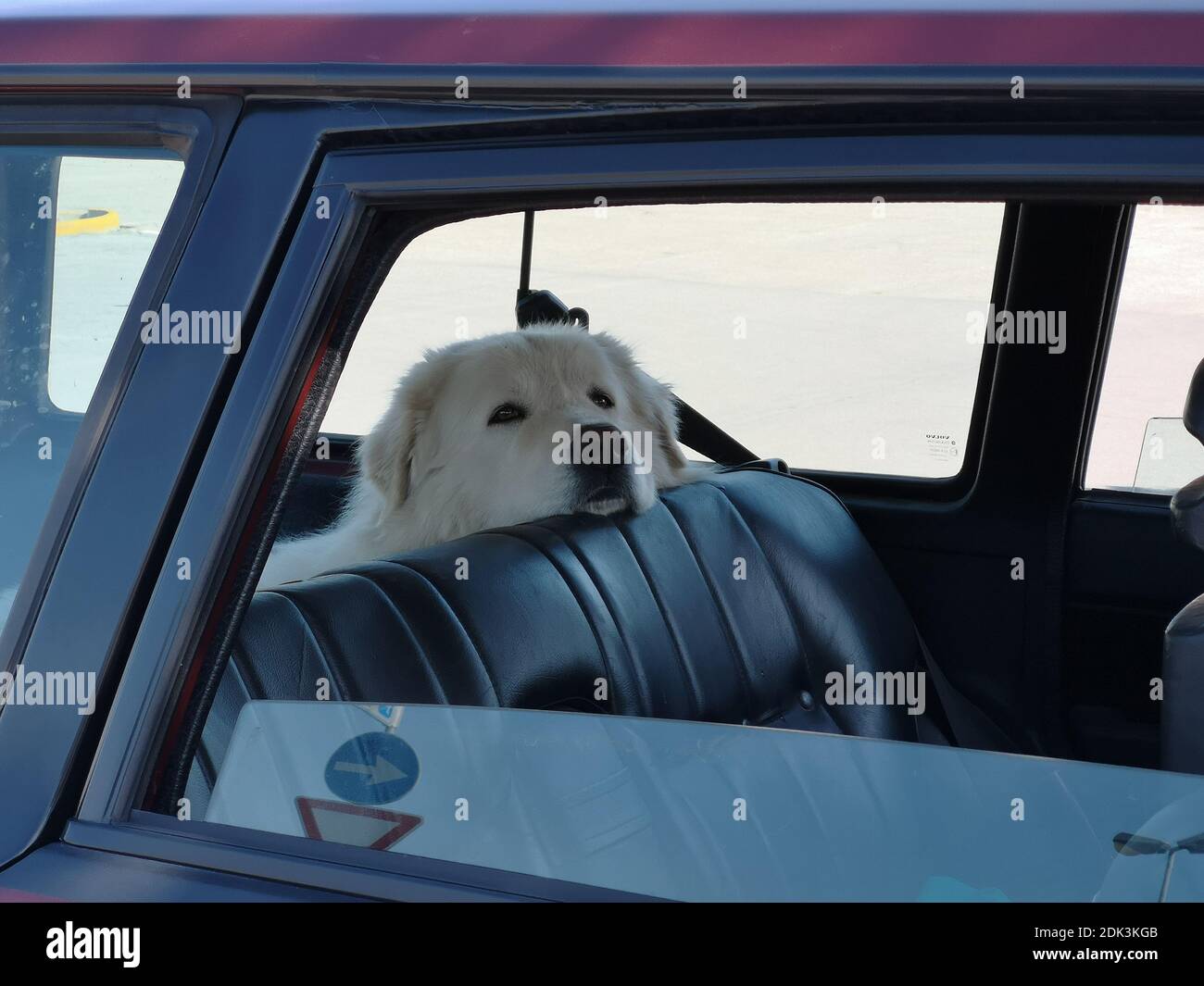 Maremma shepherd hi-res stock photography and images - Alamy