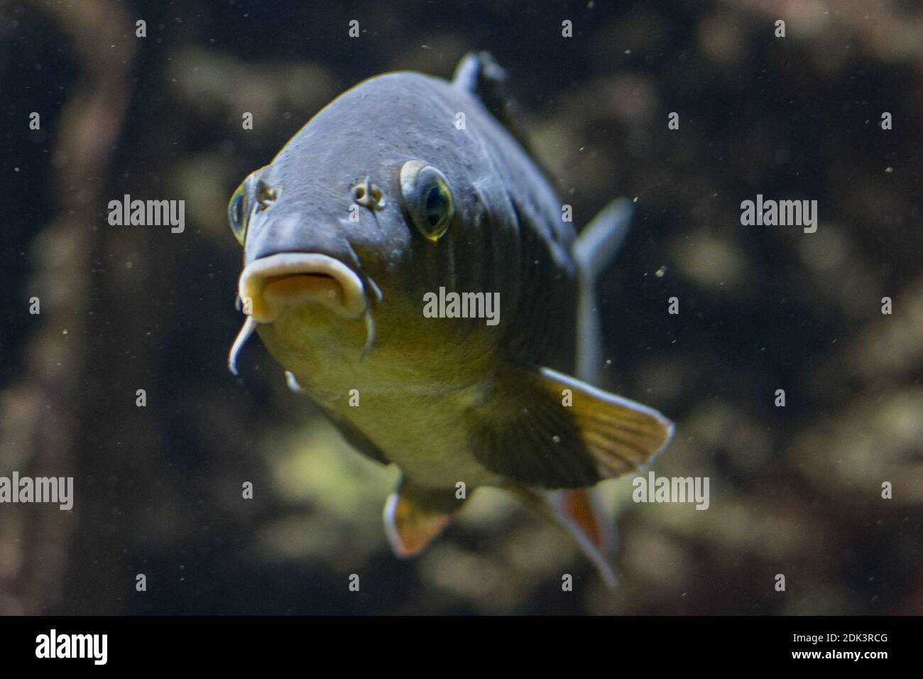 Fish Swimming In Sea Stock Photo - Alamy
