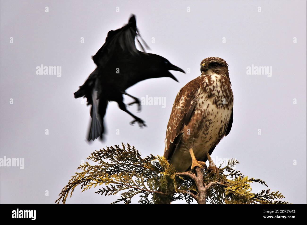 Attacking raven hi-res stock photography and images - Alamy
