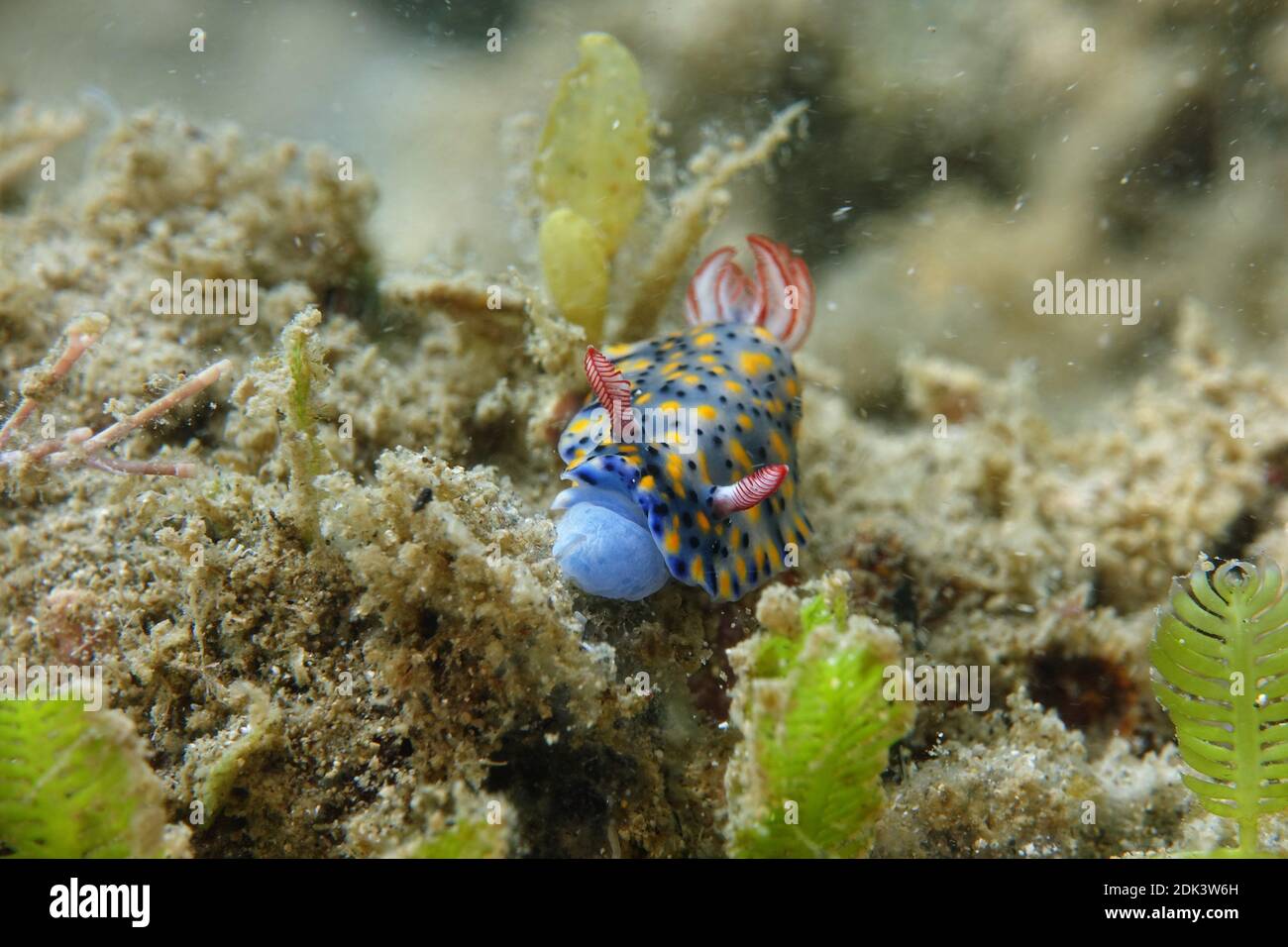 Swimming slug hi-res stock photography and images - Alamy