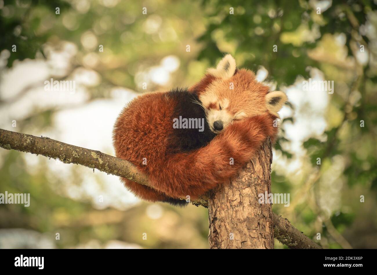Red panda sleeping on tree hi-res stock photography and images - Alamy