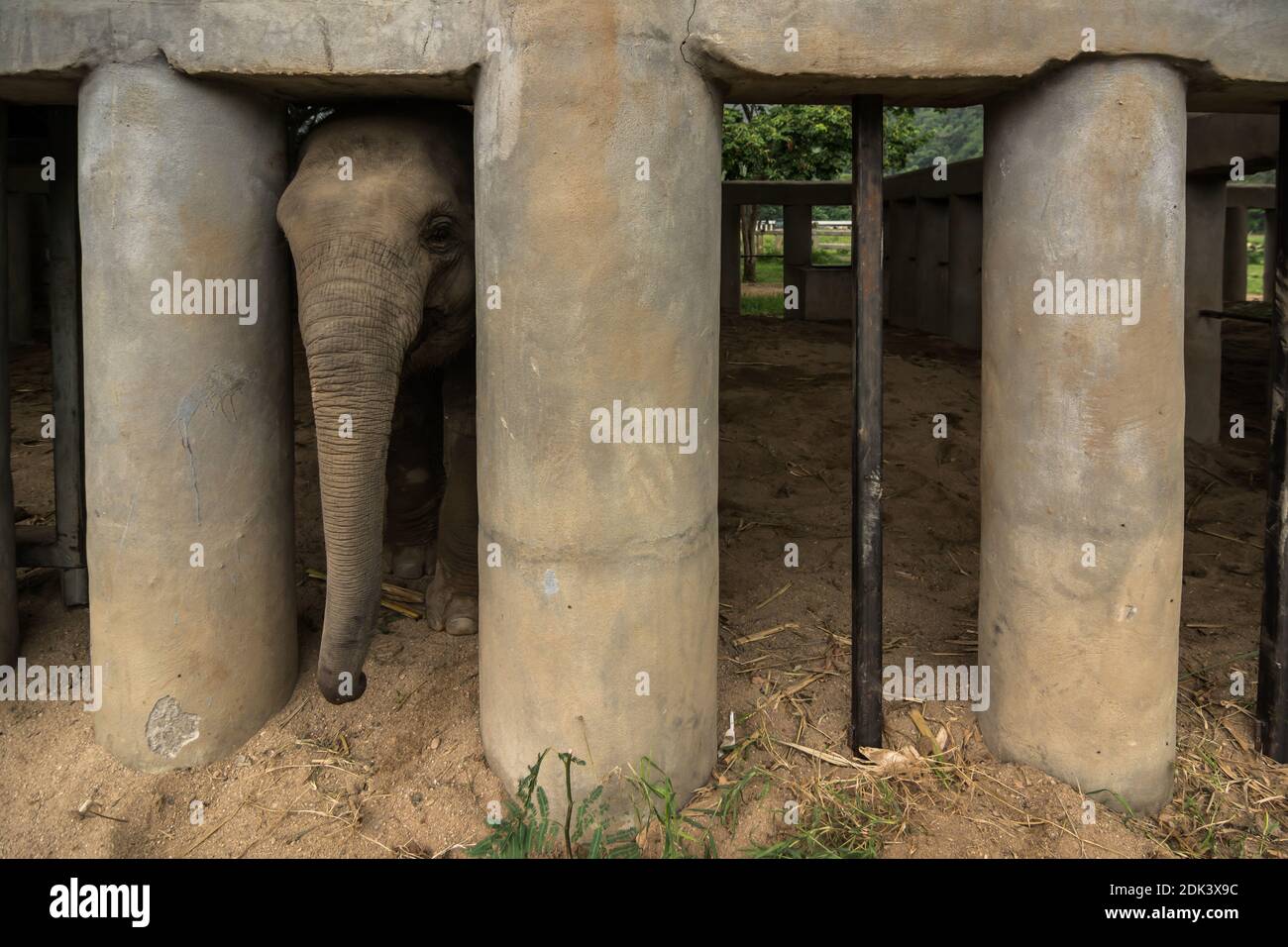 Trunk columns hi-res stock photography and images - Alamy
