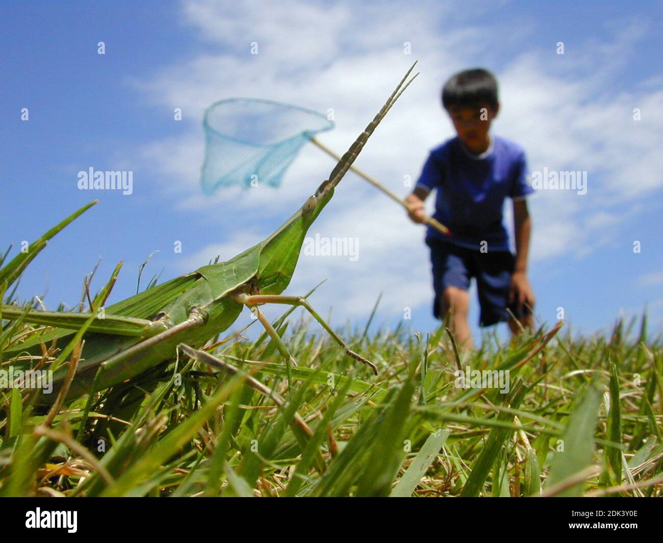 Indian Grass Mantis High Resolution Stock Photography and Images - Alamy