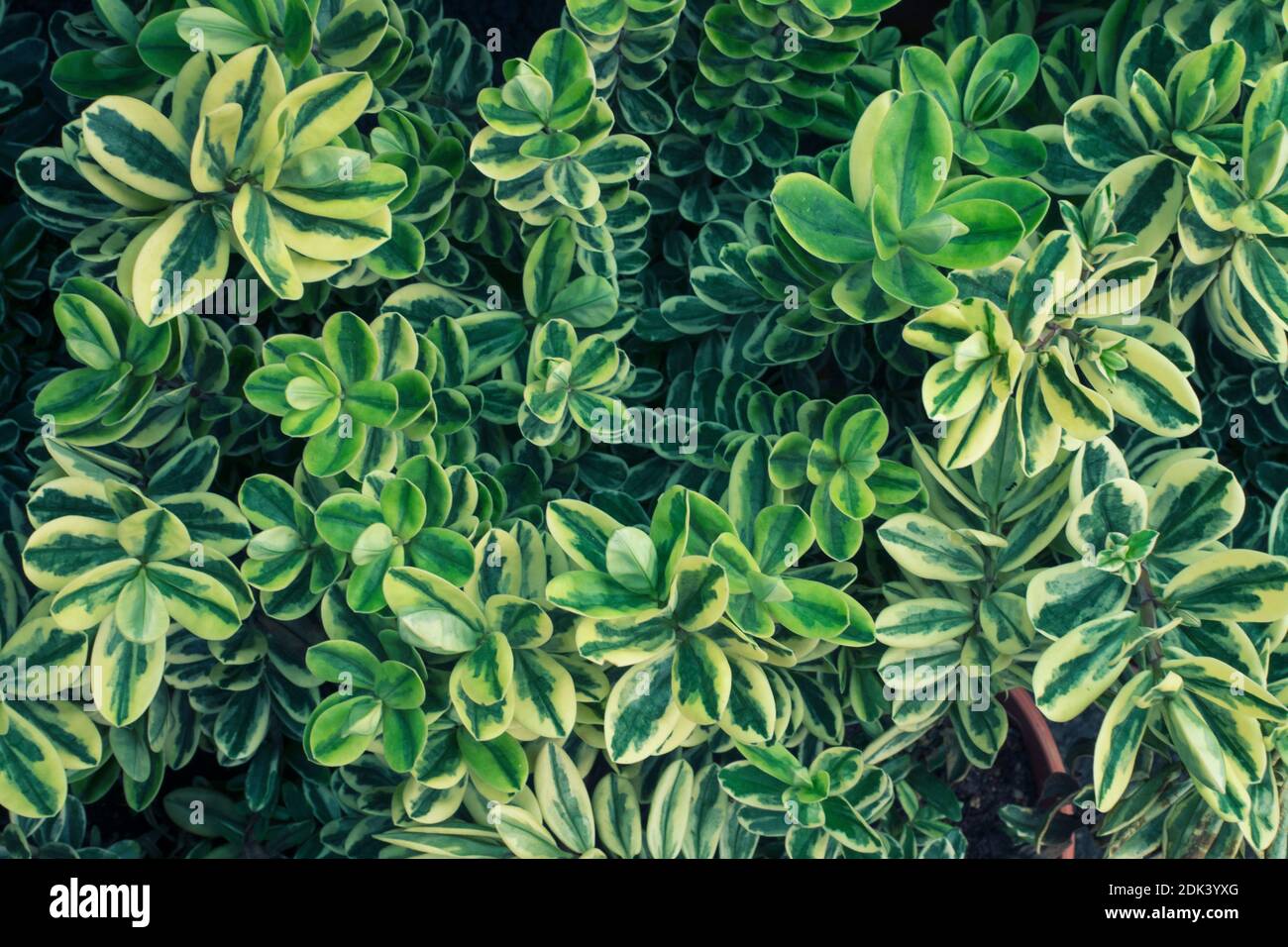 Spindle herb hi-res stock photography and images - Alamy