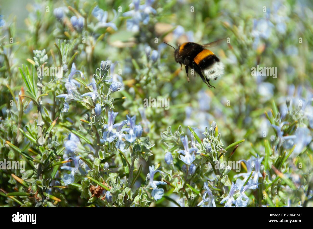 A bumblebee flying above shrubs with light blue flowers Stock Photo - Alamy