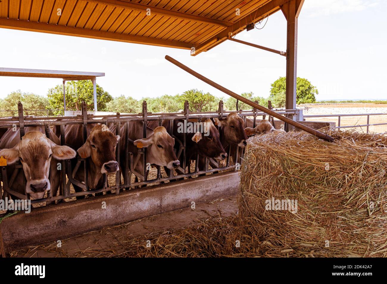 A bale of hay with cows behind under a cowshed Stock Photo - Alamy