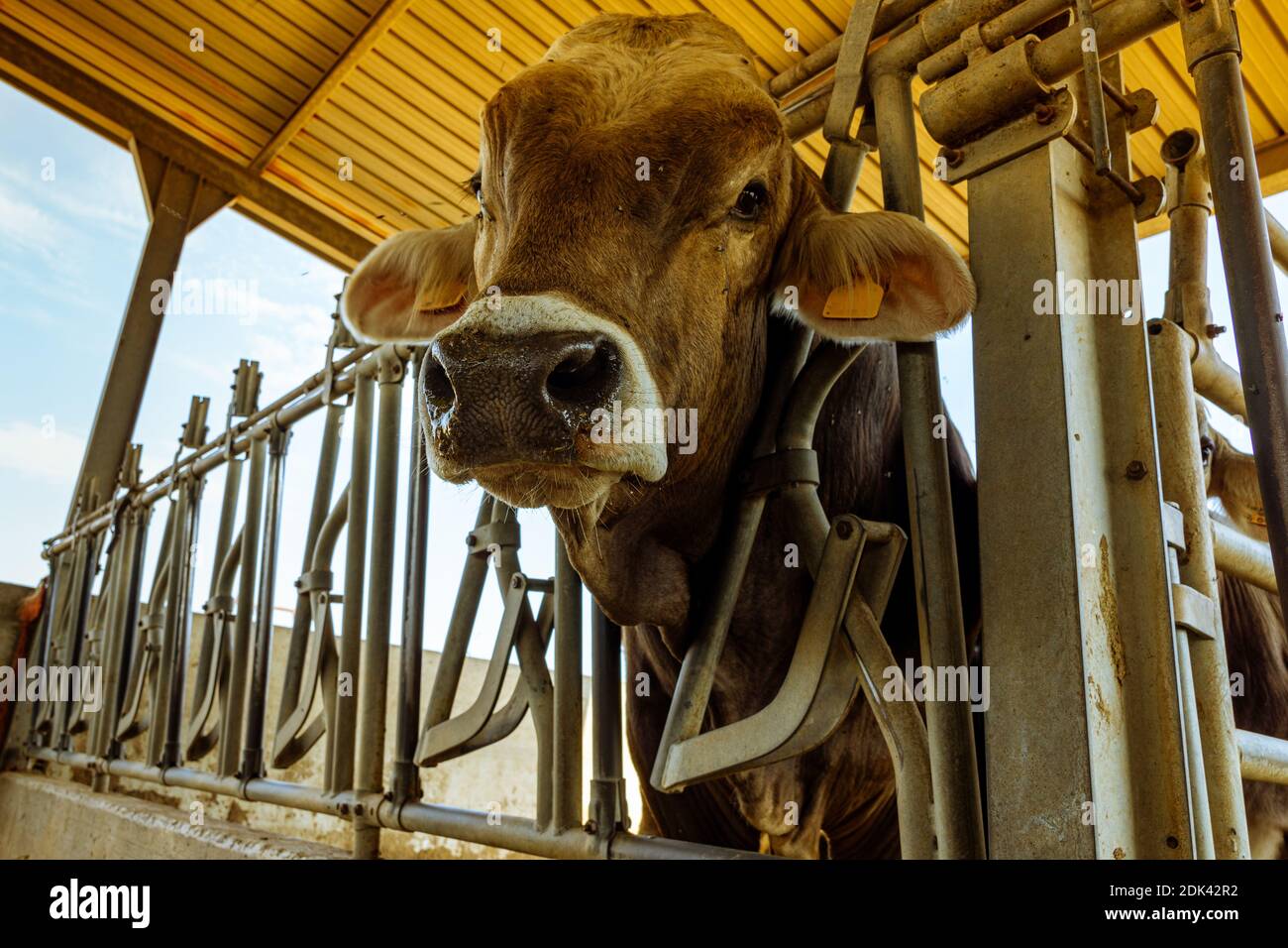 A closeup of a cow with yellow ear tags behind a metal gate in a barn ...