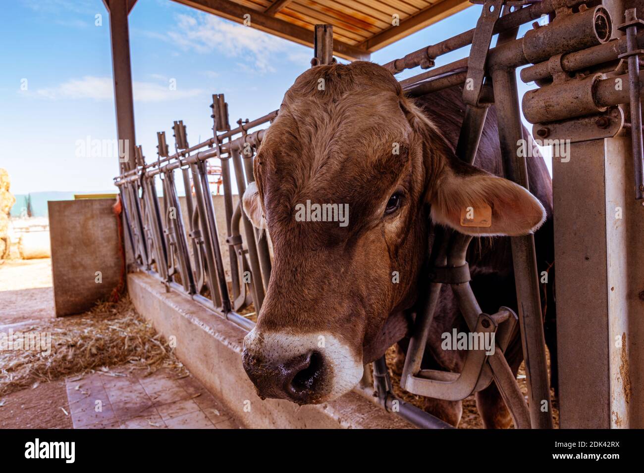 Cattle behind metal gate hi-res stock photography and images - Alamy