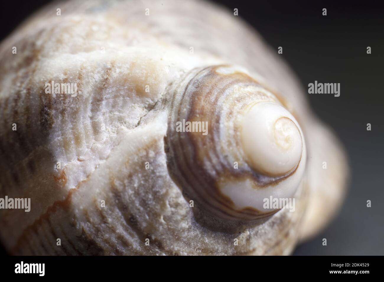 A soft focus of the base of a conch shell against a black background ...