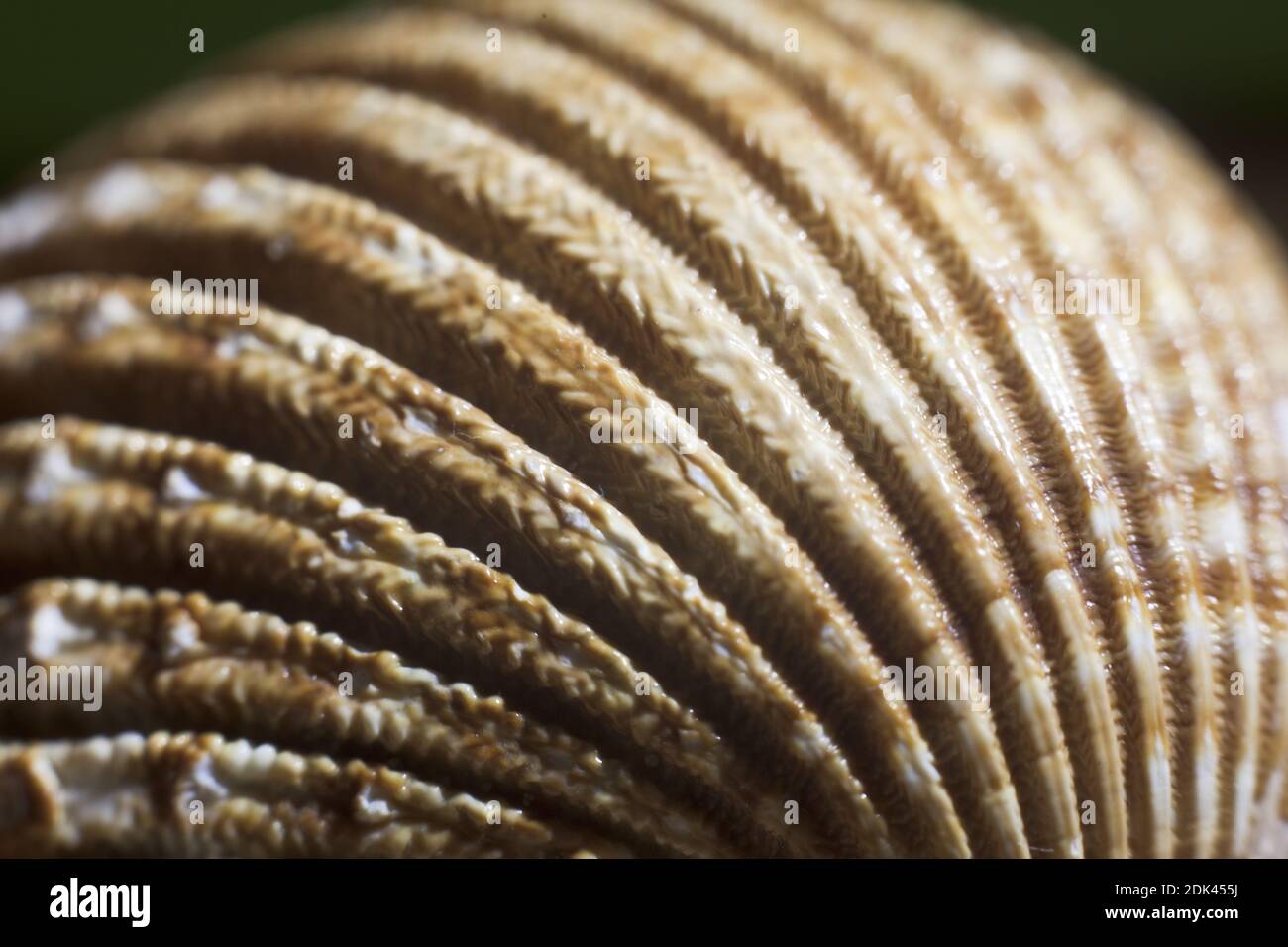Seashell ridges hi-res stock photography and images - Alamy