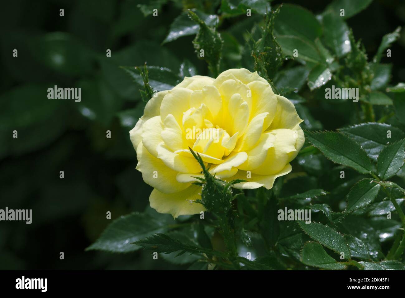 Yellow Rose Close-Up . natural background Stock Photo - Alamy