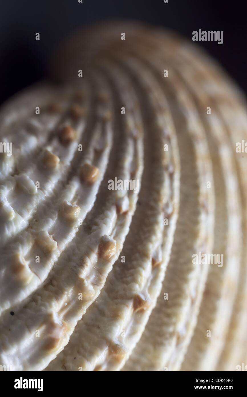 A macro shot of conch shell with bumpy textur Stock Photo - Alamy