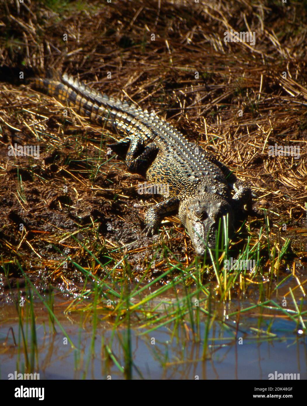 Australian saltwater crocodile hi-res stock photography and images - Alamy