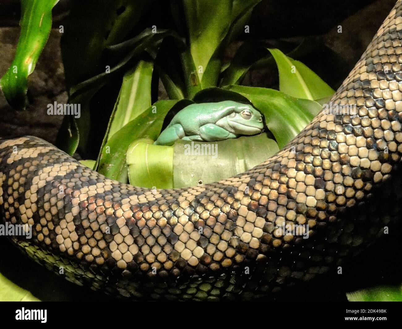 Poisonous frog snake hi-res stock photography and images - Alamy