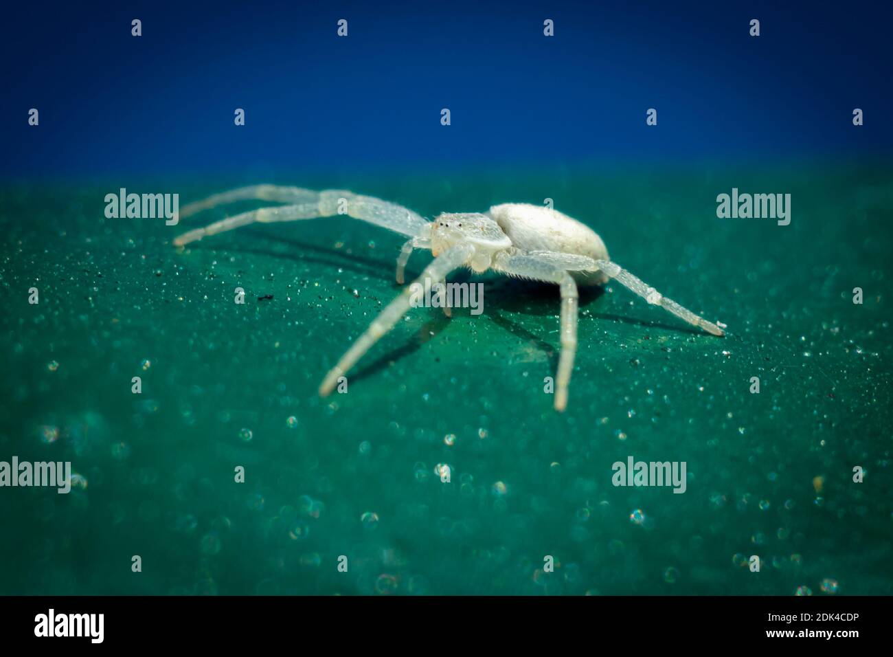 Tiny blue color spider hi-res stock photography and images - Alamy
