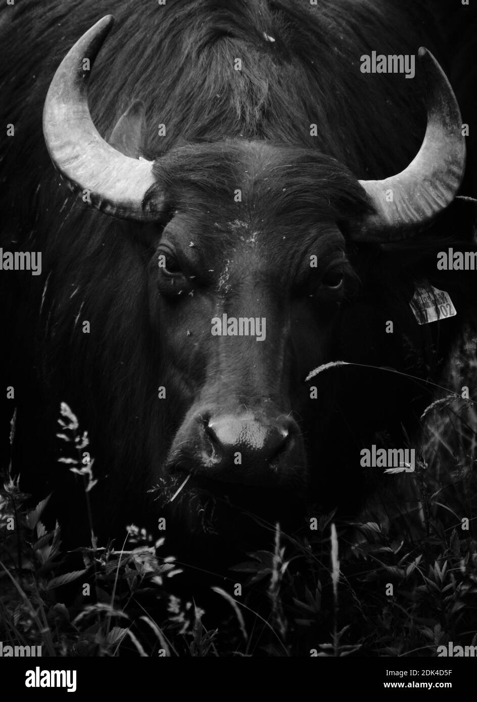 Black and white buffalo hi-res stock photography and images - Alamy