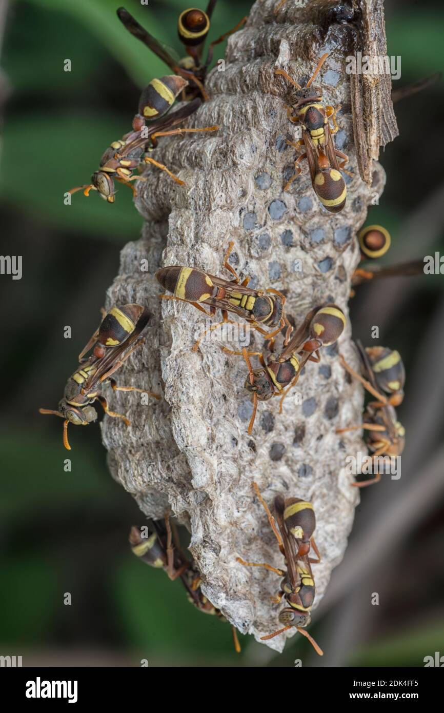 Giant wasps hi-res stock photography and images - Alamy