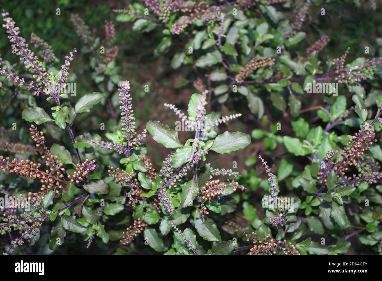 Thulasi Flower High Resolution Stock Photography and Images - Alamy