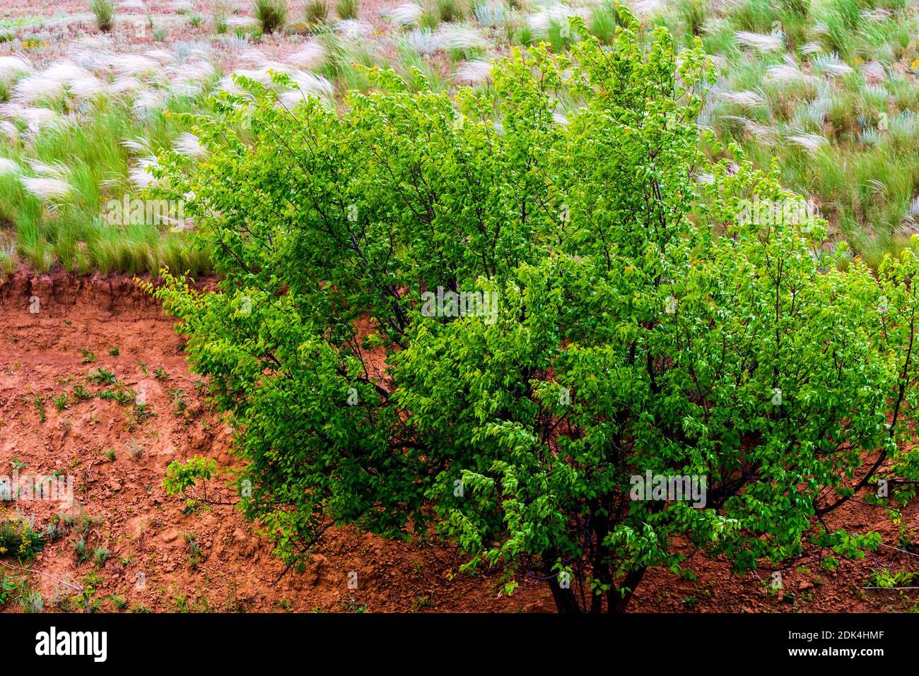The sunny landscape with the grassy ravine, the tree on hill slope ...