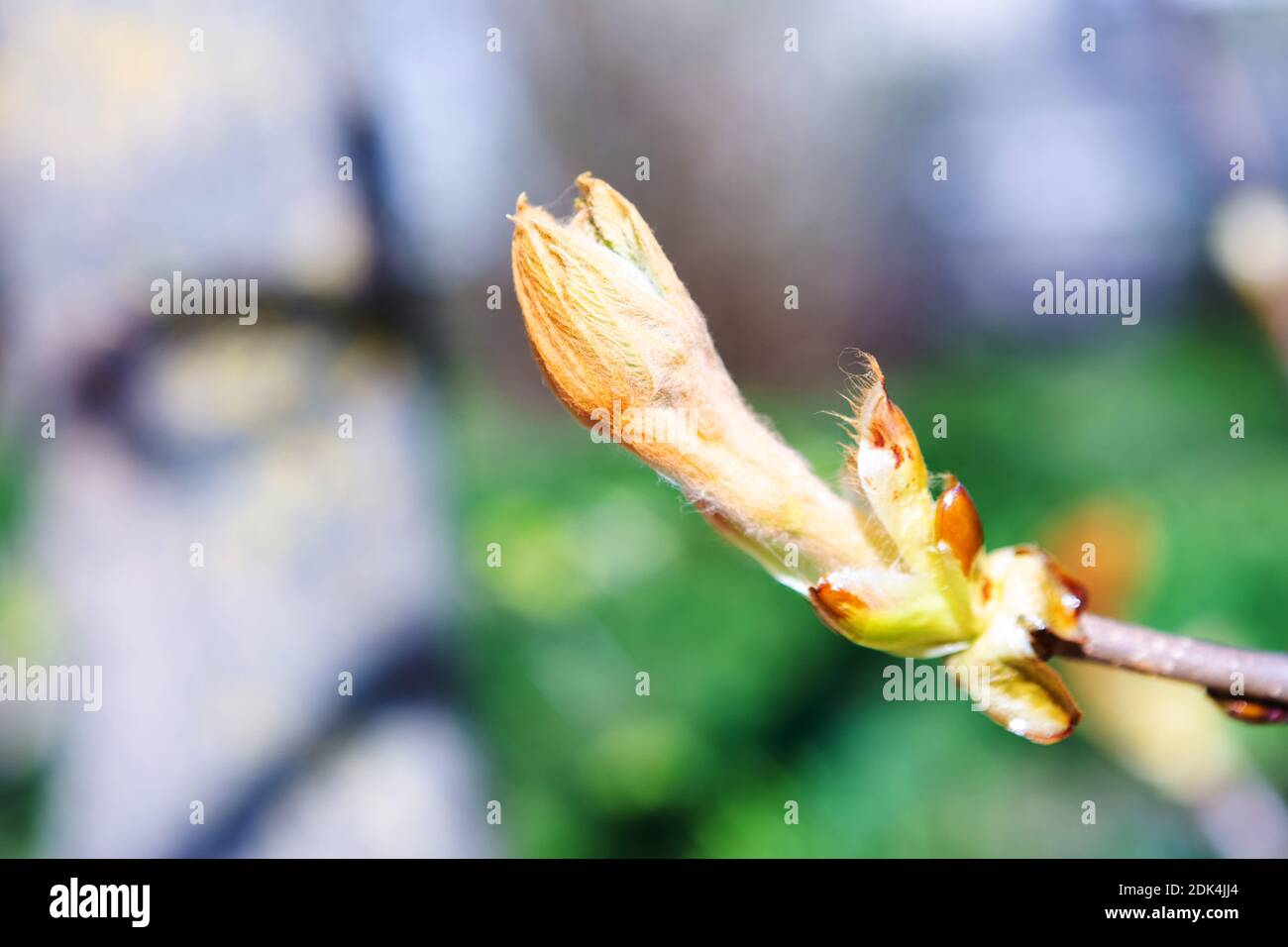 Spring first leaves, nature wakes up, new life, new plants. Early ...