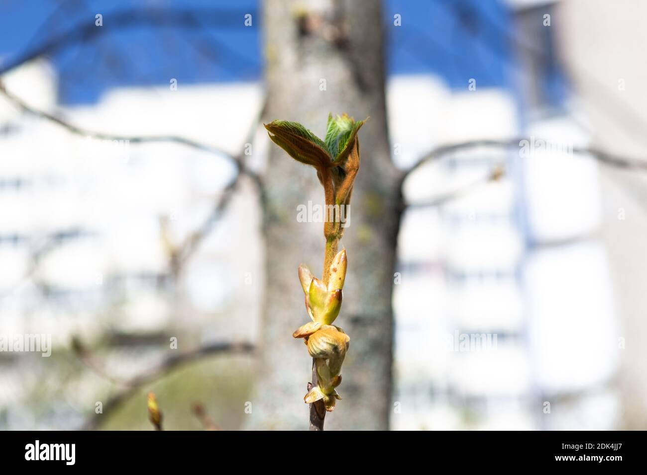 Spring first leaves, nature wakes up, new life, new plants. Early ...