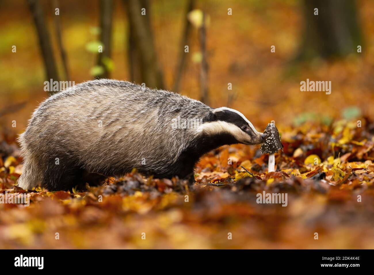 Adorable european badger sniffing forest fungus with its nose in autumn ...