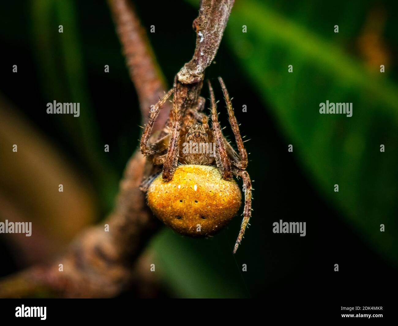 Eating spider woman hi-res stock photography and images - Alamy